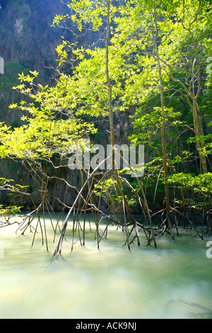 Mangroves inside a collapsed cave (hong), Ko (Koh) Phanak, Andaman Sea ...