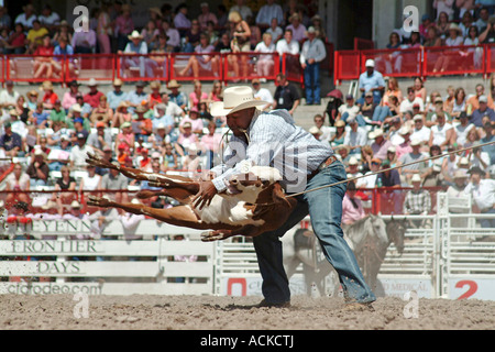 cowboy catching a calf at a rodeo. town cheyenne, wyomin usa cow dust ...