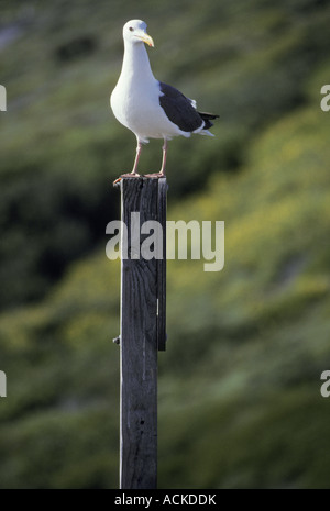 La Jolla beach sea gull seagull bird on pole USA Stock Photo - Alamy