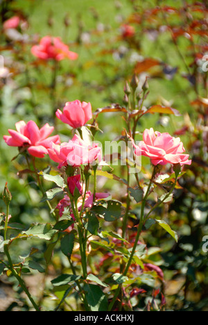 Rose flower (Rosa 'Vogue' Stock Photo - Alamy