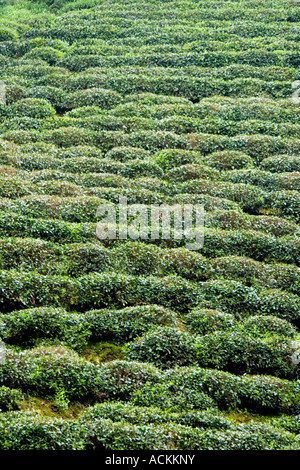Longjing Green Tea Terrace Fields Longjing Village Hangzhou China Stock ...