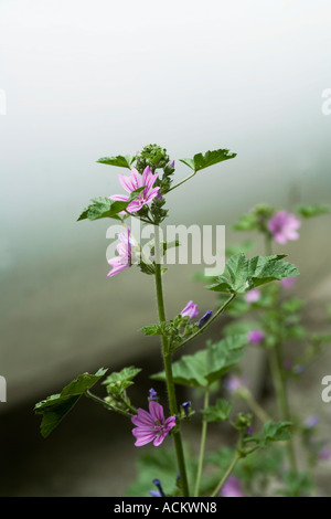 Italian common mallow, Malva Stock Photo - Alamy