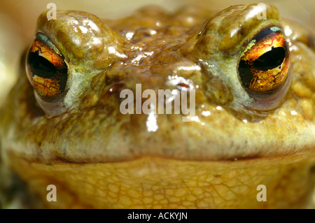 Toad frog head closeup with orange eyes, body Stock Photo - Alamy