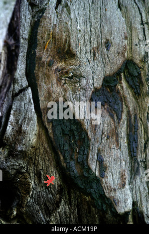 Tree bark surface of hollow huge tree trunk in shape of alien head ...