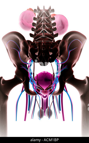 Male urinary system, illustration Stock Photo - Alamy