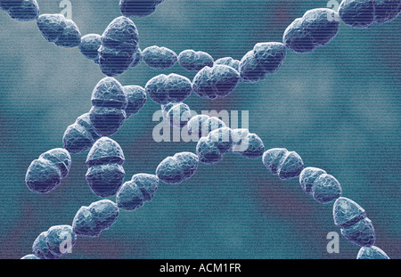 Streptococcus pyogenes bacteria and other streptococci as a cause of ...
