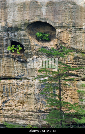 The sandstone cliff face at Red Bluff at the southern end of ...