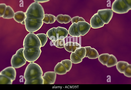 Streptococcus pyogenes bacteria and other streptococci as a cause of ...