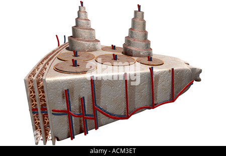 Internal structure of the penis Stock Photo - Alamy