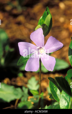 Purple Vinca minor or periwinkle blooms making a green flowered Stock ...