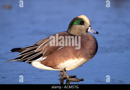 American Wigeon, George C. Reifel Migratory Bird Sanctuary, delta ...