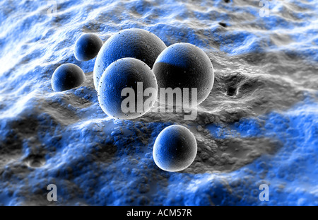 The structure of MRSA Stock Photo - Alamy