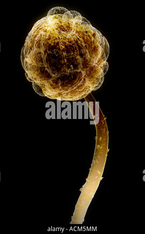 Toxic mould spores (Stachybotrys chartarum), computer illustration ...