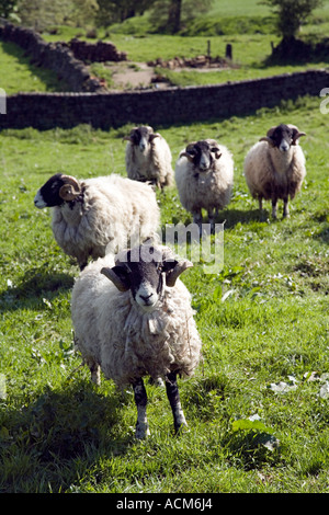 Moorland Sheep Farndale North York Moors National Park England Stock ...