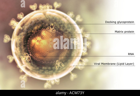 illustration of the structure of HIV (human immunodeficiency virus ...
