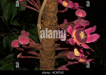 TROPICAL TREE FLOWER (Gustavia sp.) Cauliflourous and grows on trunk of ...