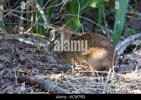 Marsh Rabbit (Sylvilagus palustris Stock Photo - Alamy