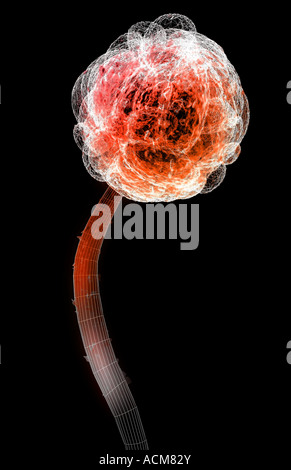 Toxic mould spores (Stachybotrys chartarum), computer illustration ...