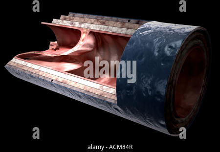 The structure of the vein wall Stock Photo - Alamy
