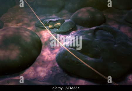 Merozoites of malaria Stock Photo - Alamy