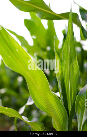 Close up of green Corn Leaves - background Stock Photo - Alamy