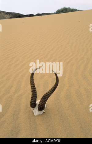 Springbok Skeleton Namib Desert Namibia Southern Africa Stock Photo - Alamy
