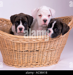 Three Boxer Dog Puppies Stock Photo - Alamy