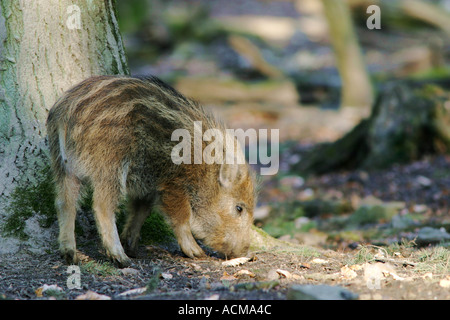 wild boar shoat in spot light Stock Photo - Alamy