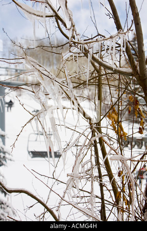 Frozen icicles on small tree at lake shore in Finland Stock Photo - Alamy