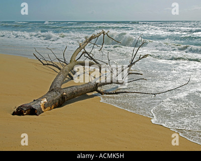Atlantic Ocean stranded tree on the beach Stock Photo - Alamy