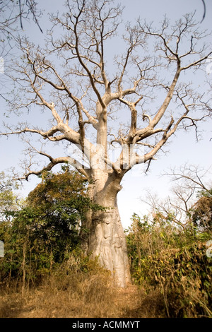 Baobab tree, boab boaboa “upside-down tree” Baobab tree, The Gambia ...