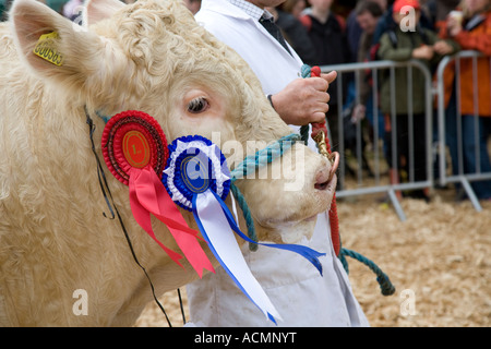 Prize Cattle, animal awards, rosette, ribbon, competition, symbol ...