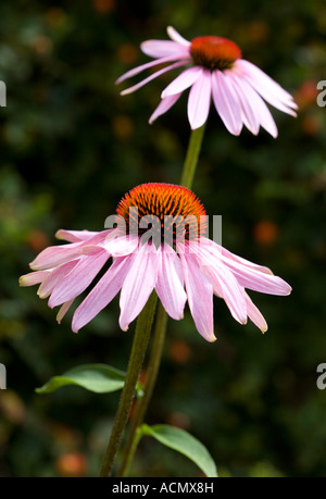 Pink cone flowers Echinacea "Pink Double Delight Stock Photo - Alamy