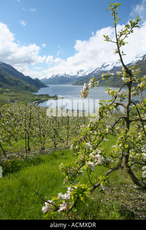 Apple blossom and orchards above Lofthus and Sorfjorden, Ullensvang ...