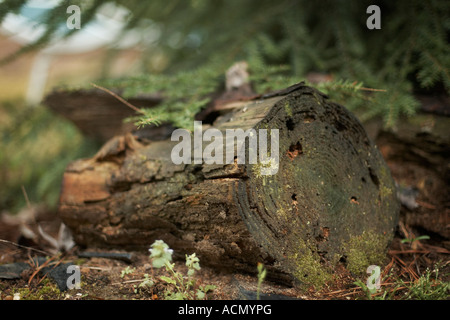 Dead rotting tree stump with holes - Wolf Lake Park, Davie, Florida ...