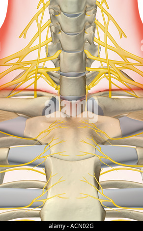 Illustration of an anterior view of the cervical (neck) spine Stock ...