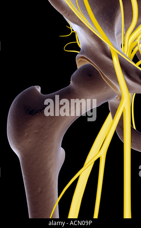 The nerves of the hip Stock Photo - Alamy