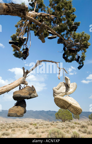 The Shoe Tree north of Reno Nevada A tree adorned with dozens of pair ...