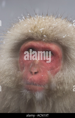 Japanese macaque or snow japanese monkey (Macaca fuscata) baby, Japan ...