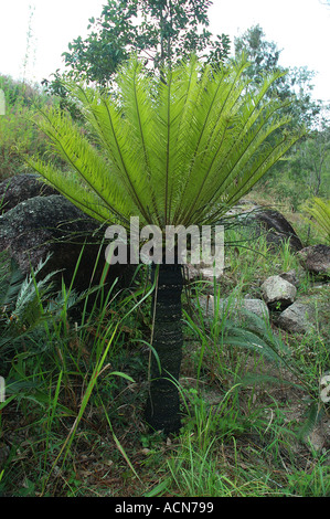 Cycadophyta Cycad ancient tree Ravenshoe North Queensland Australia dsc ...