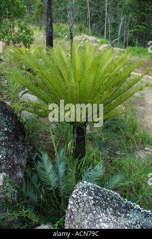 Cycadophyta Cycad ancient tree Ravenshoe North Queensland Australia ...