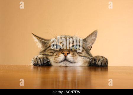 cat - head and paws on edge of table Stock Photo - Alamy