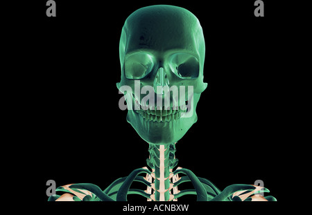 The ligaments of the head and neck Stock Photo - Alamy