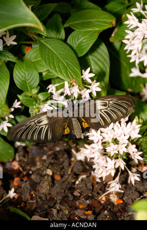 Great Yellow Mormon (Papilio lowii Stock Photo - Alamy