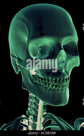 The ligaments of the head and neck Stock Photo - Alamy