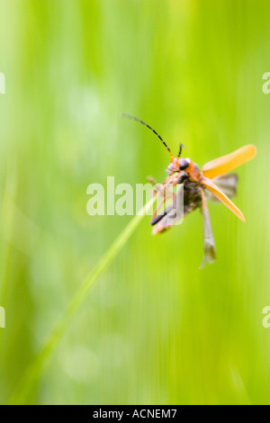 Red Soldier Beetle (Cantharis rufa), Insecta, Nationaal Park De ...