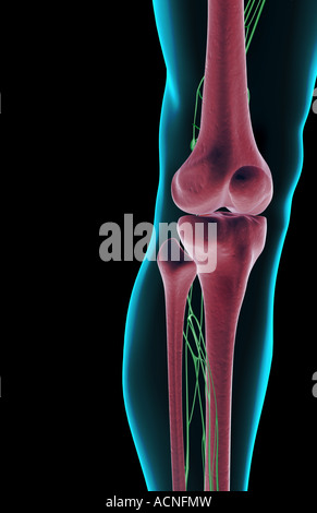 The lymph supply of the knee Stock Photo - Alamy