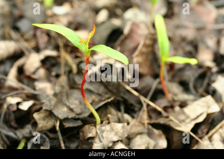 Maple (Acer sp) sapling growing amongst flowering Wood anemones ...