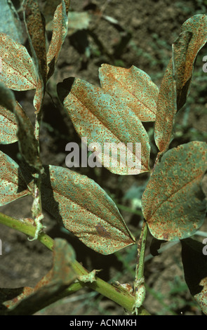 Broad bean rust, Uromyces vicia-fabae, on broad bean leaf with notches ...
