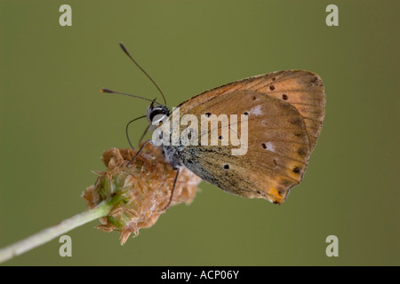Scarce Copper butterfly (Lycaena virgaureae), Lueneburg Heath, Lower ...